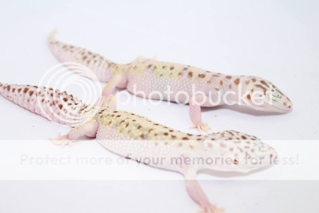 Leopard Gecko Collection for sale. (Doncaster) | Reptile Forums