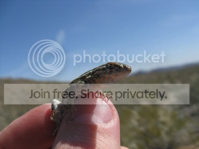 Herping the Harq. Mtns. with Pics!!!!!! - Field Herp Forum