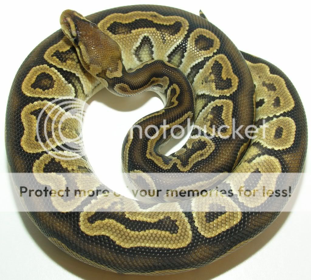 Ball Python Morphs – 26 Morph List, Pictures & Descriptions